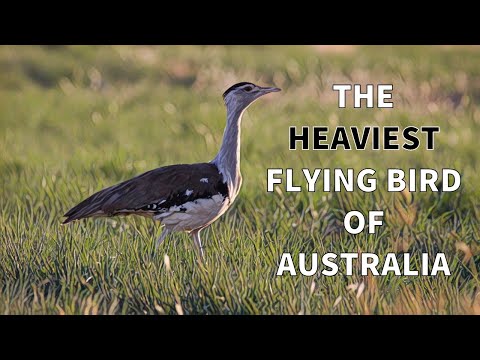 Australian Bustard l Facts, Classification, and Habitat
