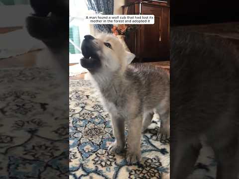 A man found a wolf cub that had lost its mother in the forest and adopted it