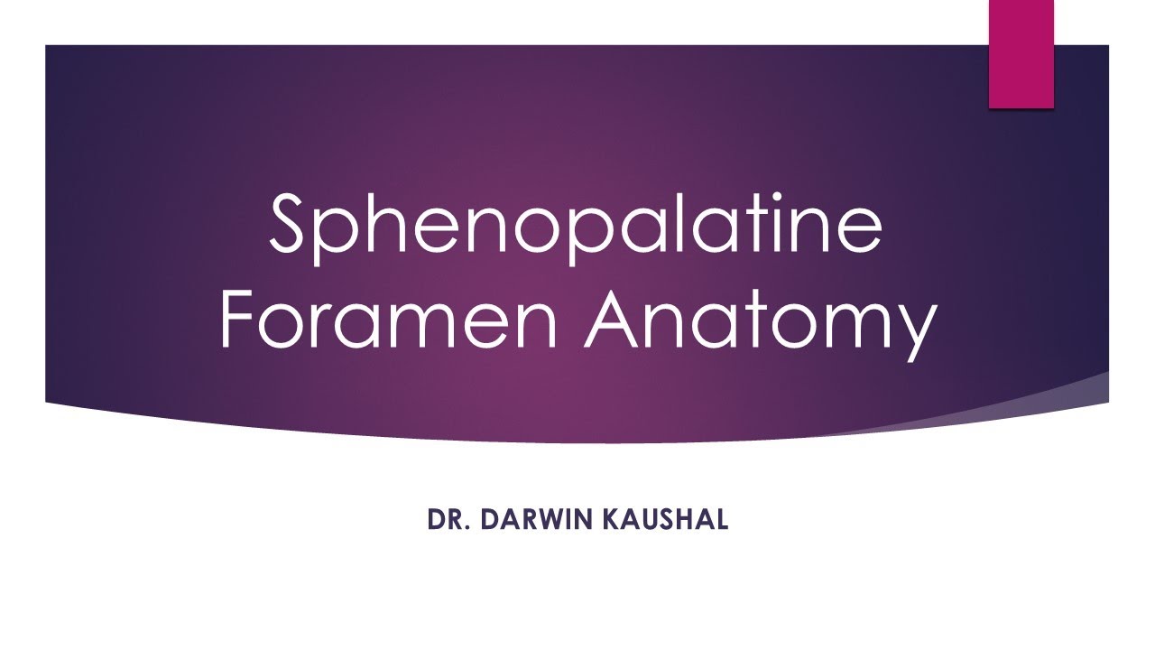 Sphenopalatine foramen anatomy