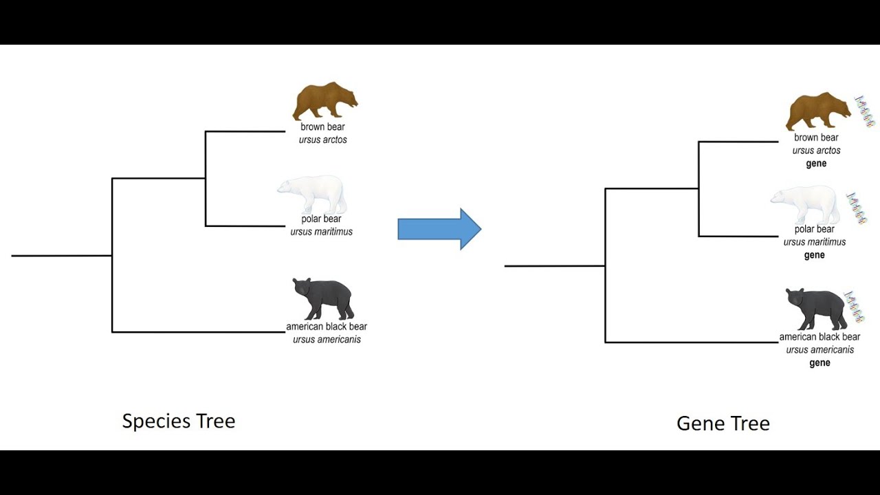 Evolutionary Bioinformatics