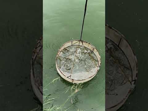 Shrimp prawns nets feed checkingss