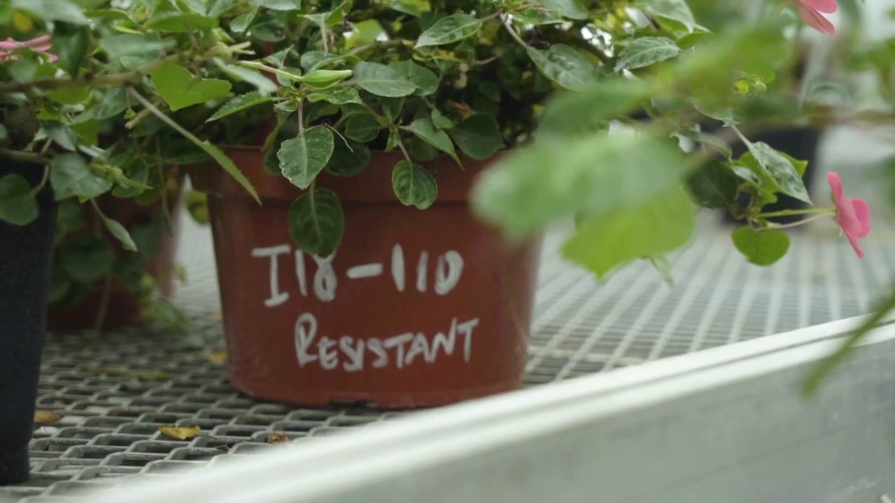 Breeding Better Impatiens at Cornell's Long Island Horticultural Research and Extension Center