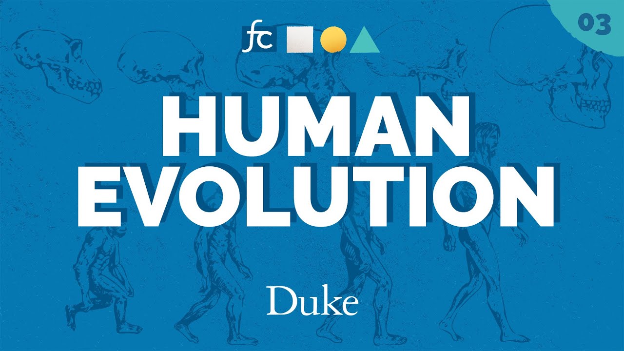 Understanding Human Evolution: A Journey Through Our Ancestry | Galaxy.ai