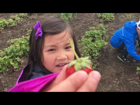 Let's Pick Strawberries - Bella Organic Farm