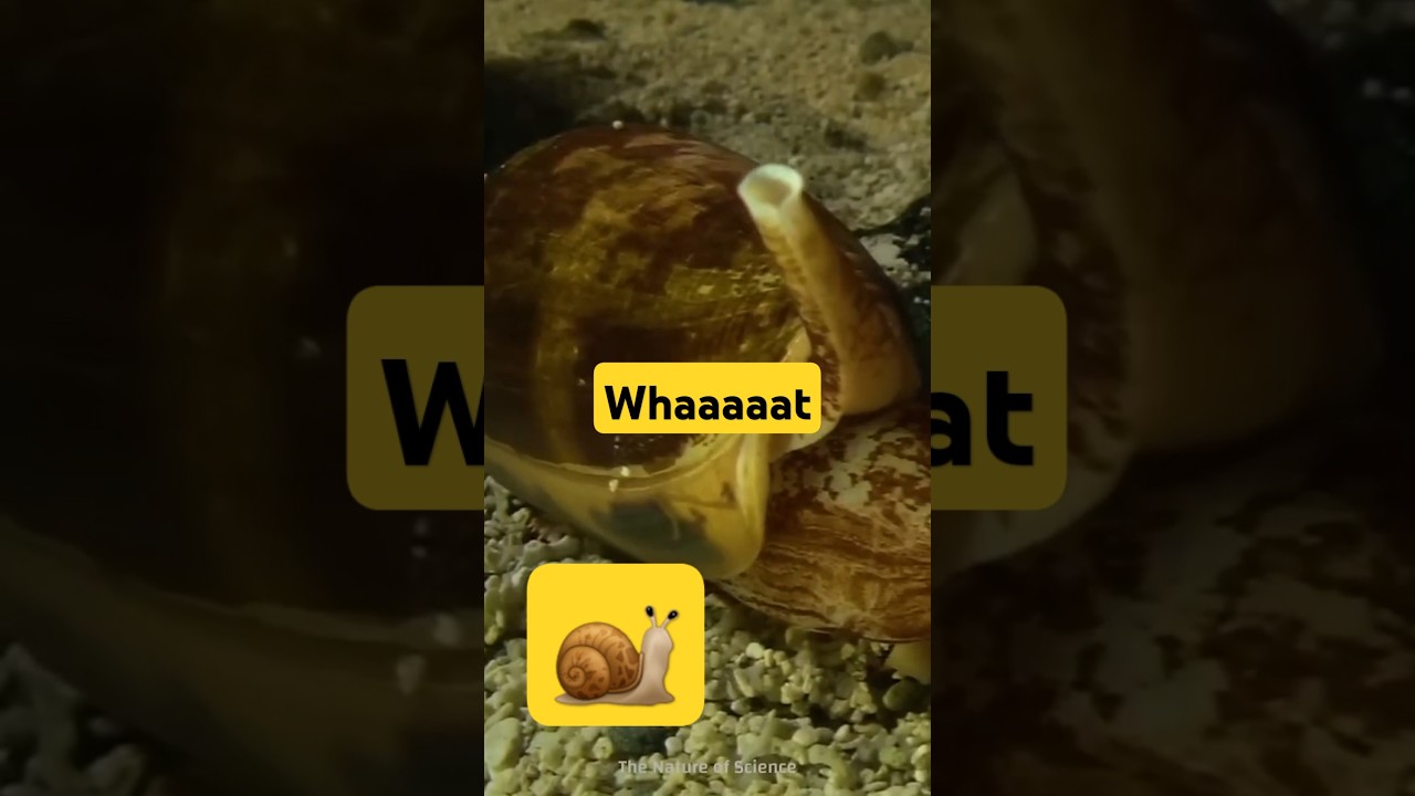 The Shell That Can Kill You in Minutes – Deadly Cone Snail
