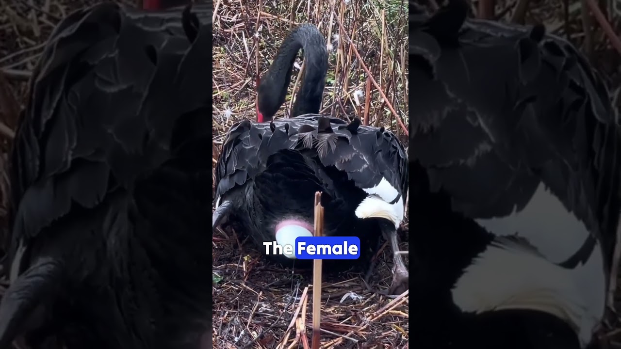 20% of black swans are homosexual！