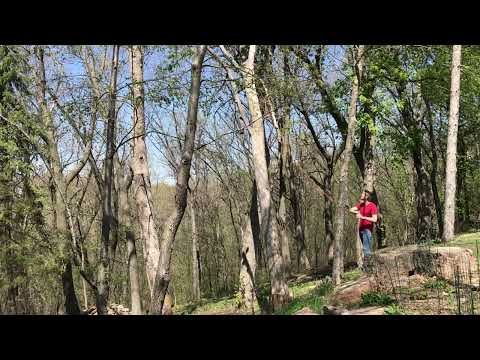 How To Take Down A Leaning Tangled Tree With A Rope Saw