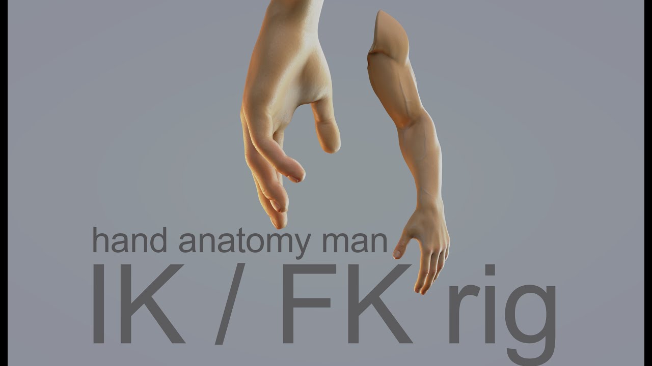 hand anatomy man 3d model.
