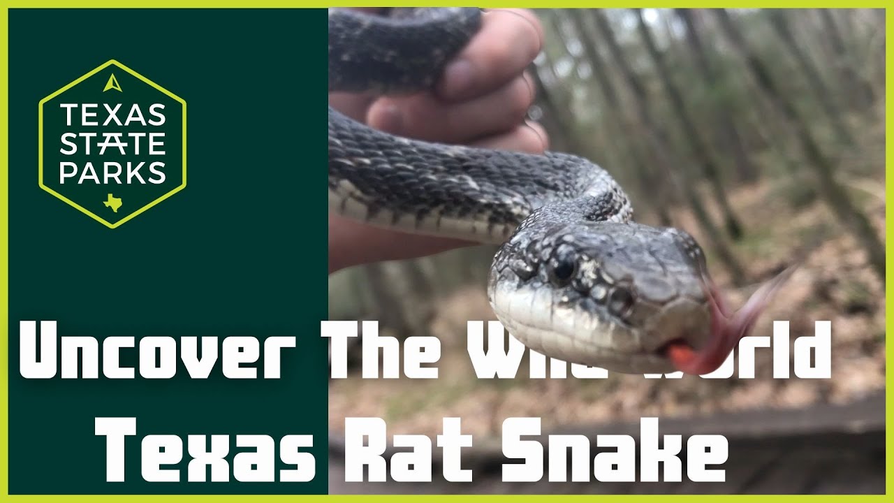 Meet the Texas Rat Snake with Ranger Eric