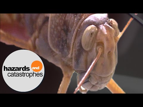 The Biblical Plagues: Locusts | Short Episode