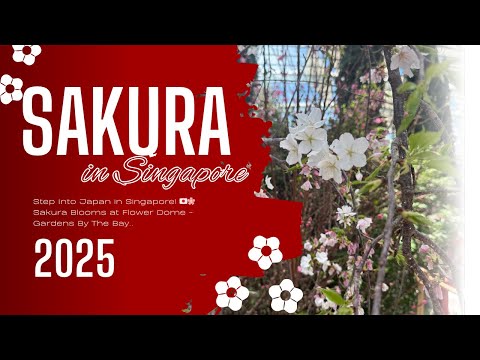 Magical Spring Sakura in Singapore 2025 🌸 | Stunning Flower Dome Experience! #sakura #japan