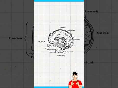 🧠 Structure of Human Brain Diagram - how to draw structure of Human Brain Diagram 8 Dots Drawing ✅