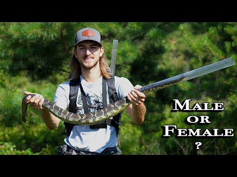 Catching and Releasing A Big Male Rattlesnake | How to Determine Male vs Female Rattlesnakes ...