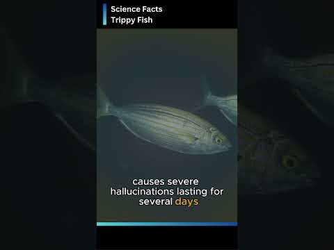 Dream Fish #shorts #short #shortvideo #science #facts