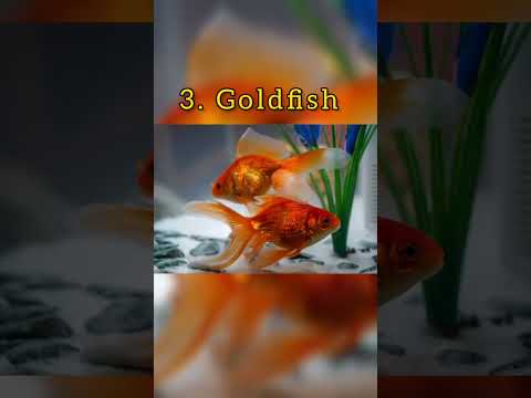Top 5 Lucky and Best Fishes as Per Vastu Shastra #fish #youtubeshorts #growth #luckyfish #shorts