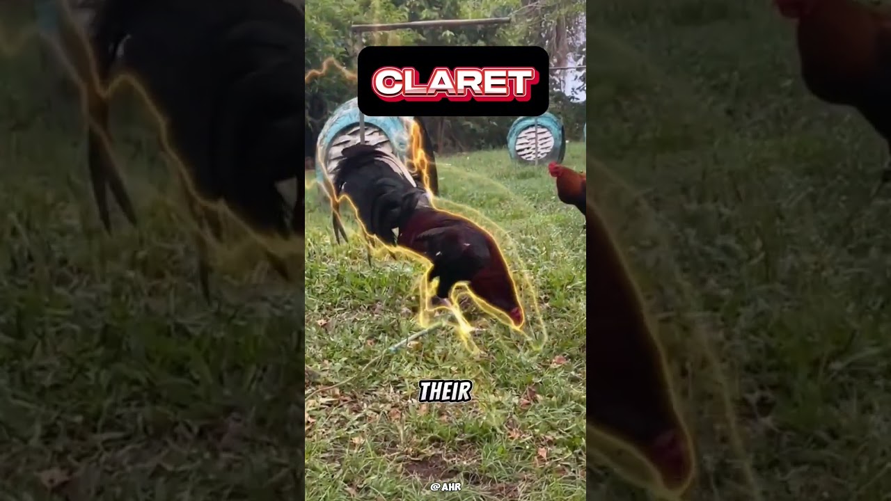 Claret's Characteristics and Fighting Styles #breeder #chicken #gamefowlbreeder #rooster #gamefowls
