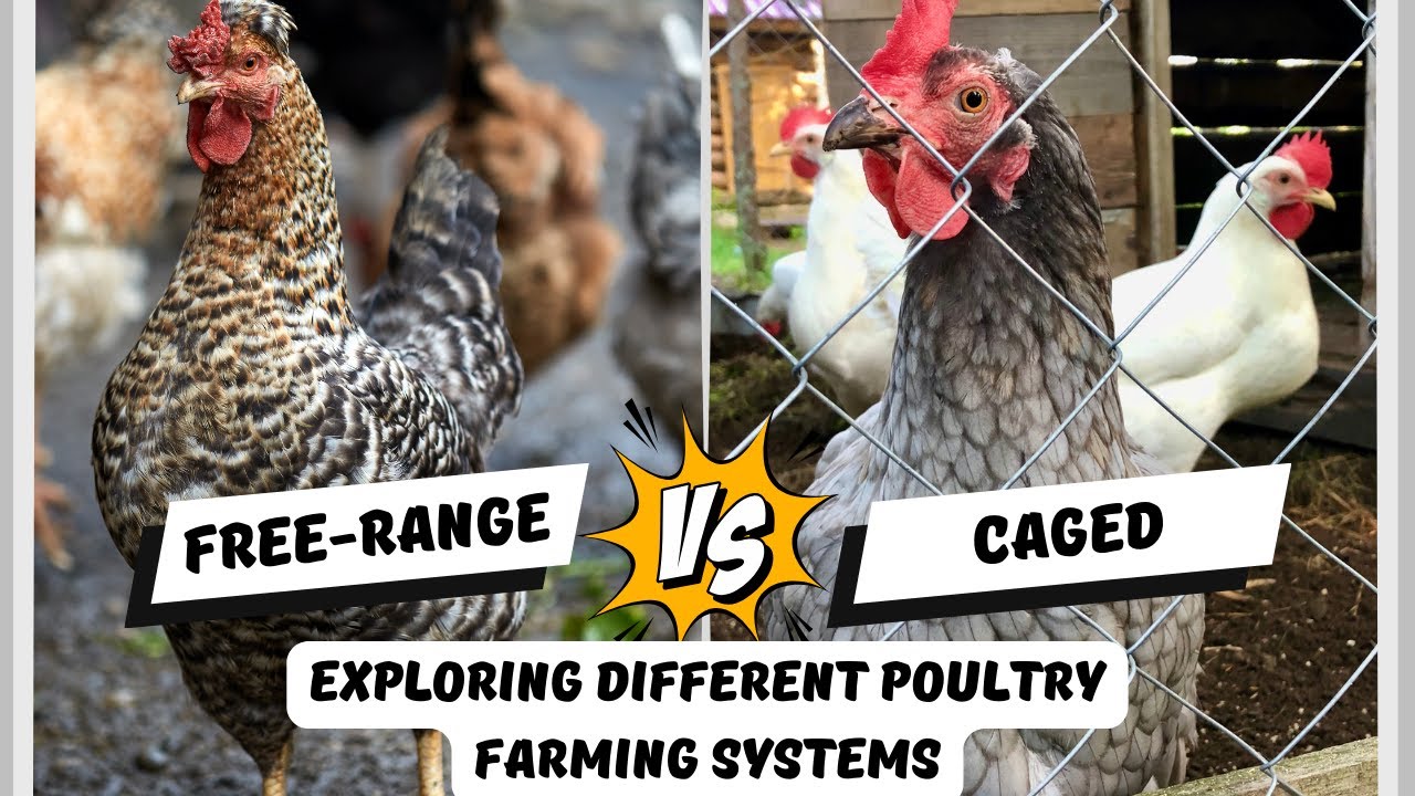 Free-Range vs Caged Chickens: Which Is Better for Beginners?