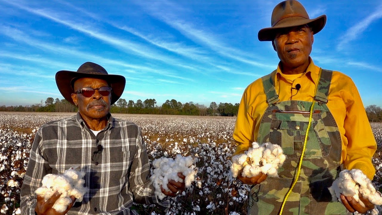 PICKING COTTON (Country Style)
