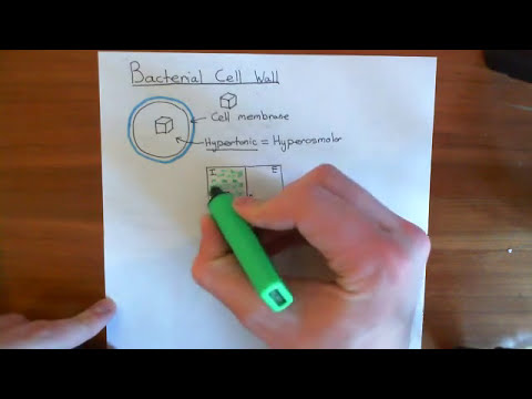 The Bacterial Cell Wall