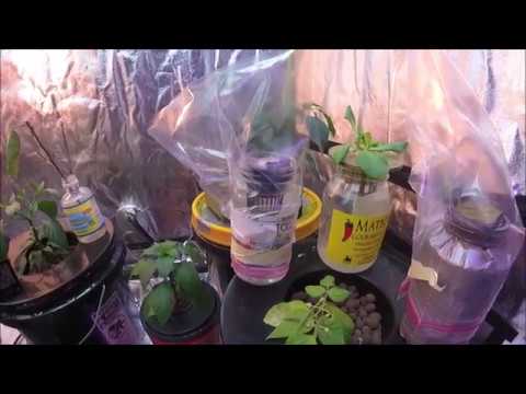 How To Sprout Green Beans Indoors For Hydroponics - Growing Green Beans ...