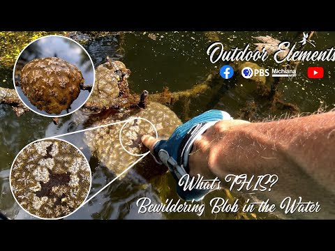 What's THIS? Bewildering Blob in the Water | Outdoor Elements