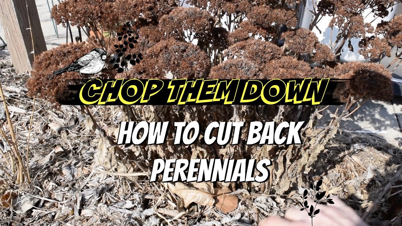 How to Cut Back Sedum Autumn Joy and other Perennials - In WINTER OR SPRING!