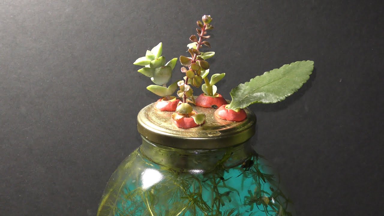 Dragons Blood Sedum Aquarium Gardening
