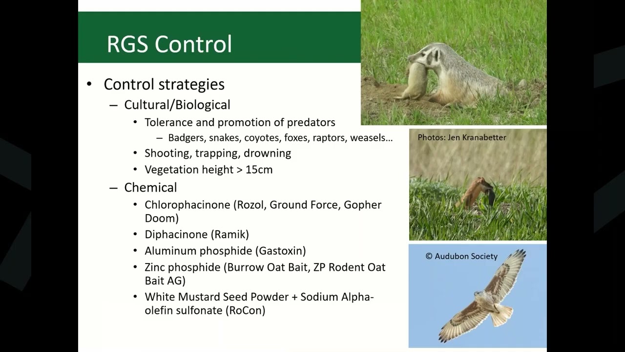 Richardson Ground Squirrel Management: January 20, 2026