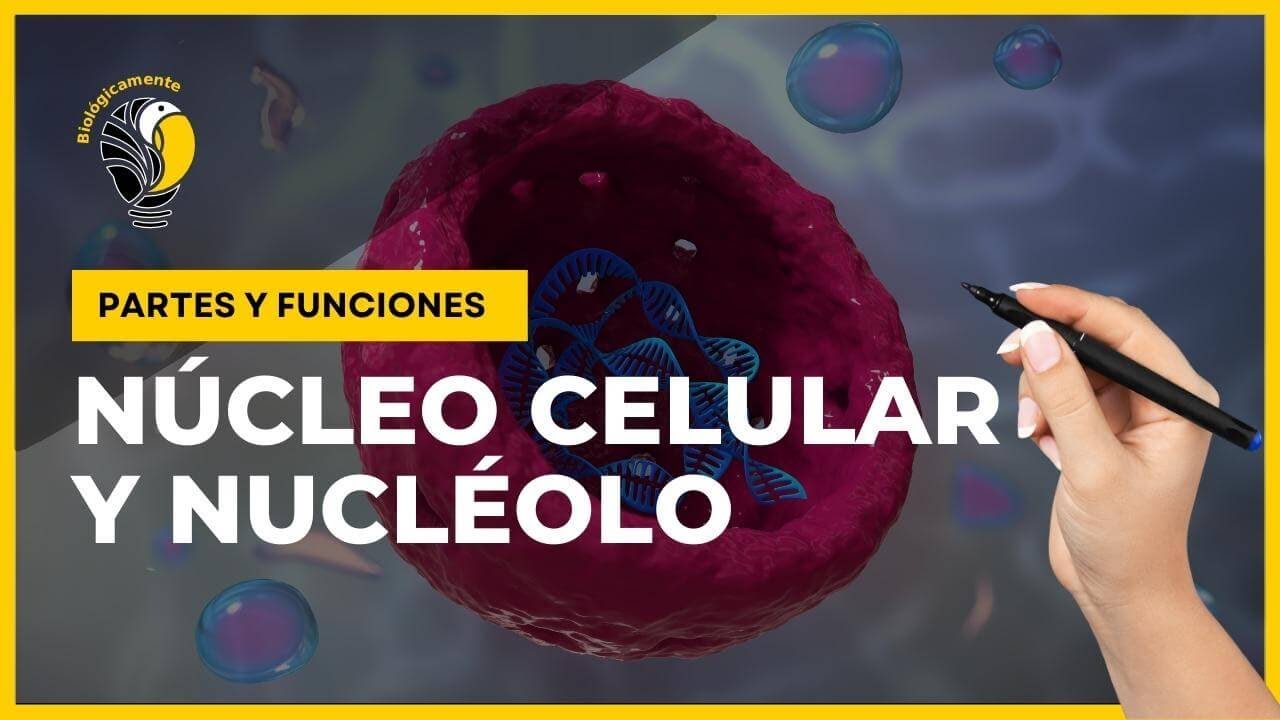 CELL NUCLEUS and NUCLEOLUS 😊 Parts and functions 👍