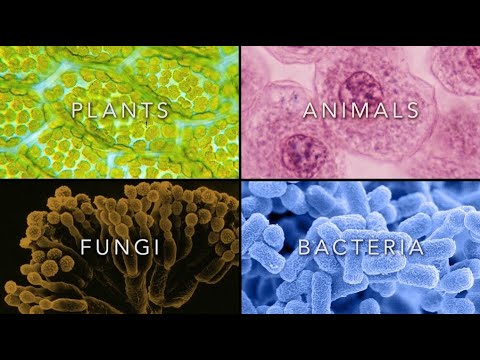 Shared Functions, Shared Genes