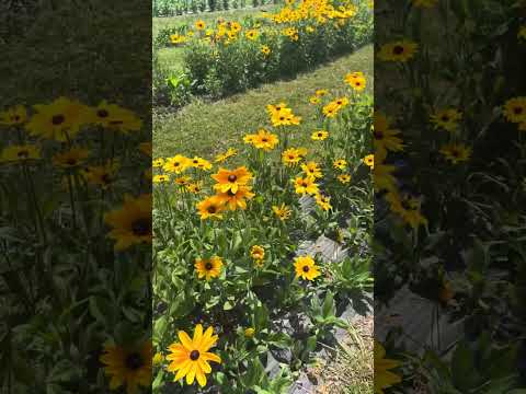 Yellow Rudbeckia on the Flower Farm! Cut Flowers