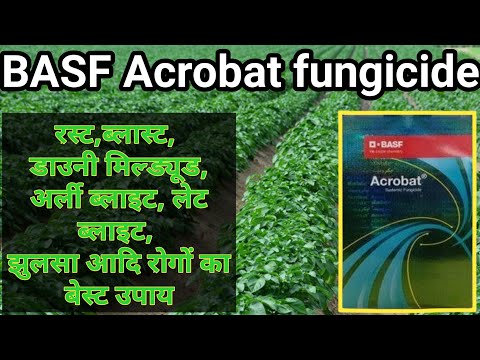 BASF Fungicides - Latest Price, Dealers & Retailers in India