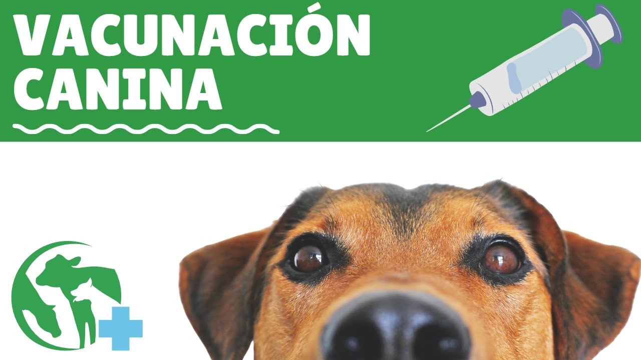 Vacunación canina