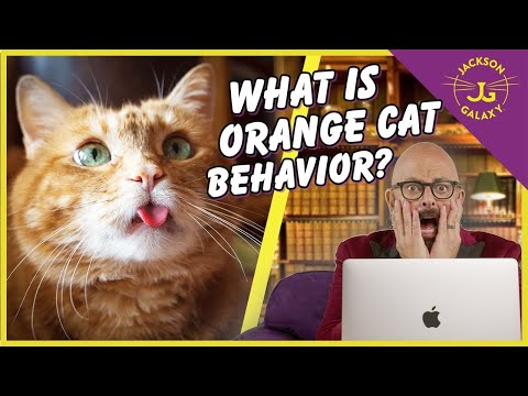 Orange Cat Behavior: The Truth About Orange Cats