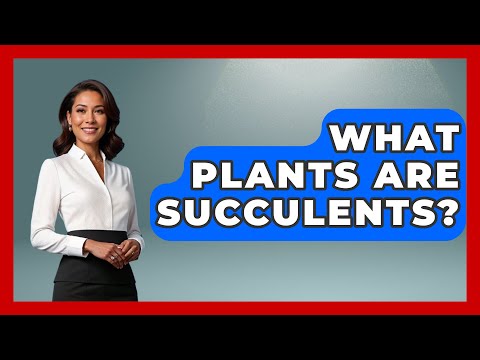 What Plants Are Succulents? - The Plant Enthusiast