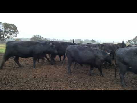 Lerida Pastoral Company