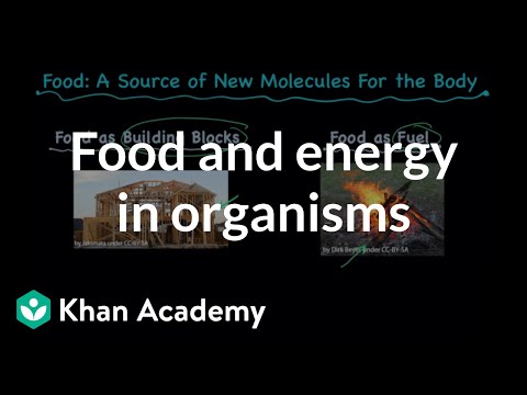 Food and energy in organisms (video) | Khan Academy