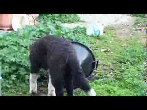 karakachan dog 4 months old