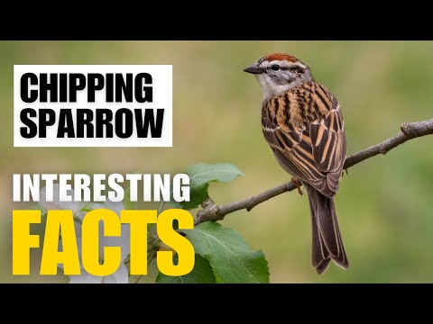 Amazing facts of Chipping Sparrow | Interesting Facts | The Beast World