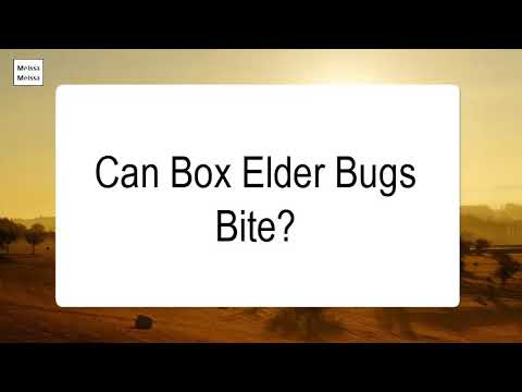 Can Boxelder Bugs Bite