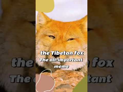 Fox he all-important meme - the Tibetan fox