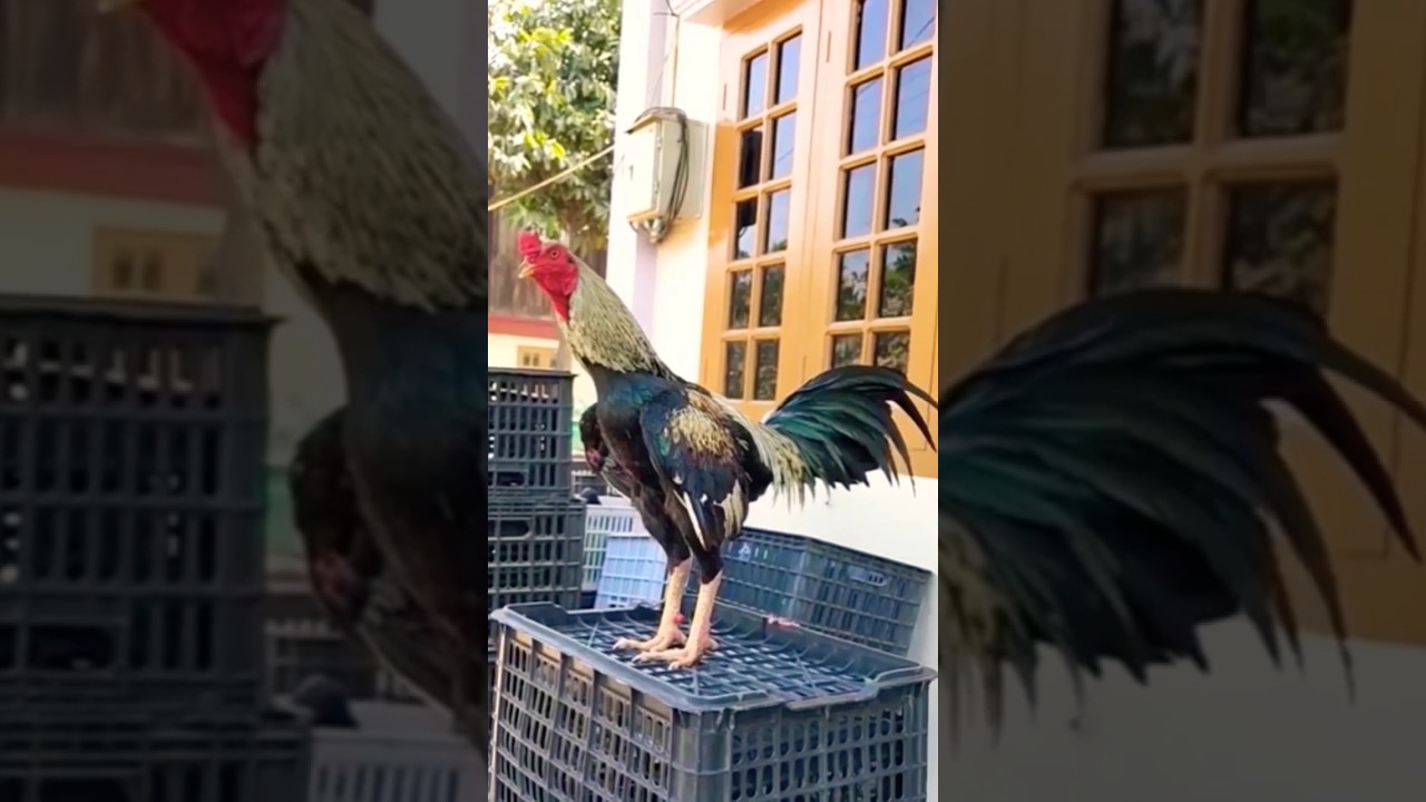 Beautiful cock breeds A:805