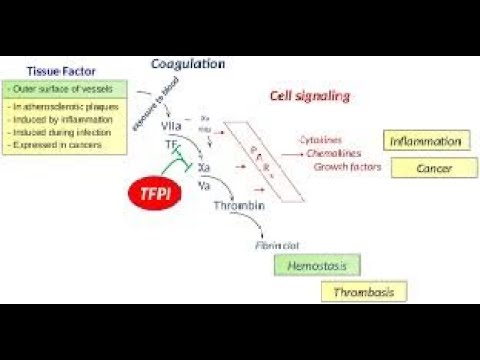 Tissue Factor Pathway Inhibitor (TFPI) As Negative Feedback inhibitor of Blood Coagulation Pathway