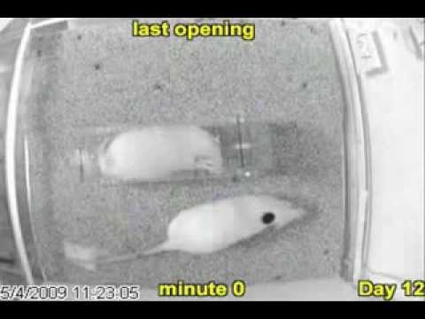 A new model of empathy: The rat | Animal Sentience