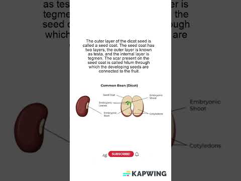 What is dicot and it's structure