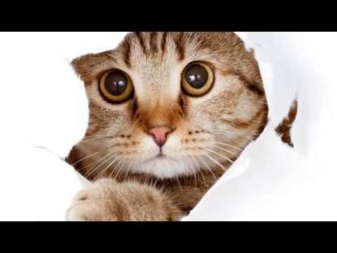 Most funny animal memes 2020