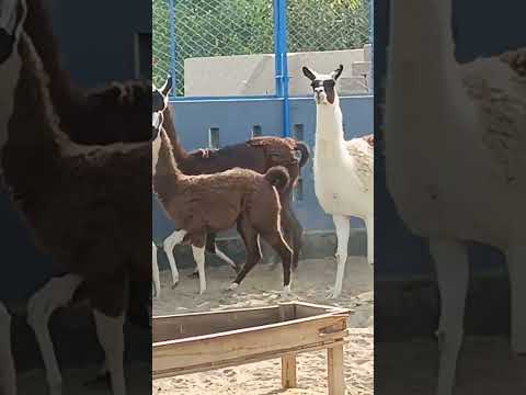 #animal #Llamas