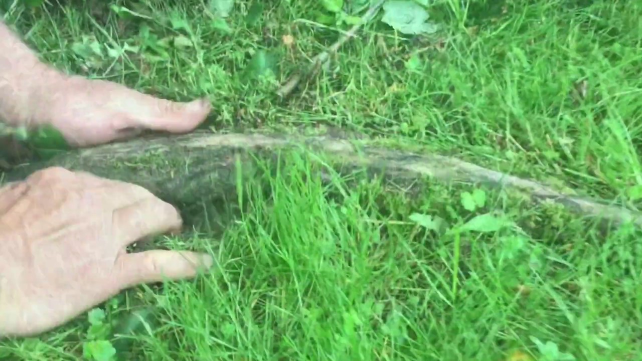 REMOVING roots that are sticking out of the ground