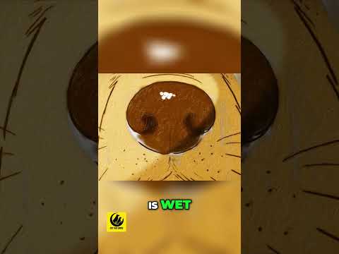 Unveiling the Secrets of a Dog's Super Nose