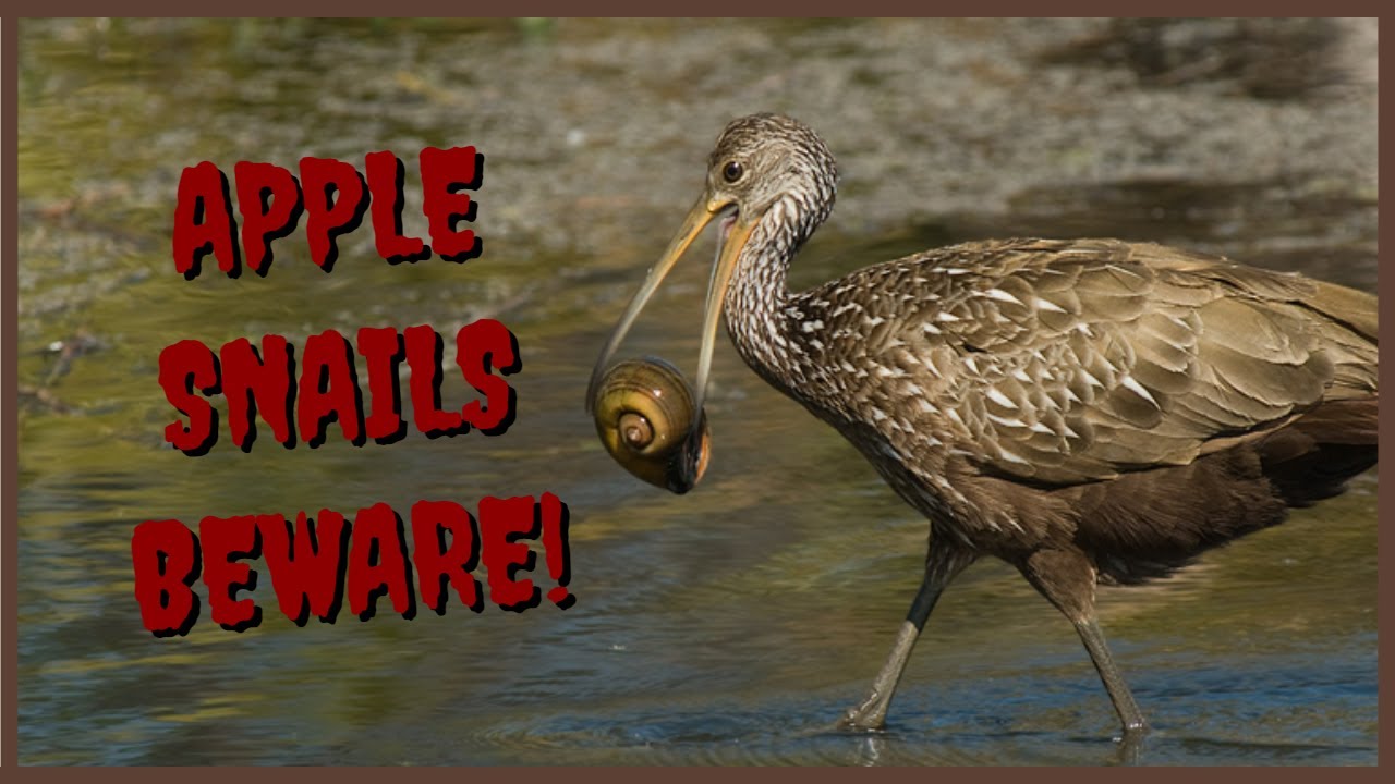 The Limpkin: Everything you need to know | Sound/Call/Song, Eating, Walking, Crying, Night, Snail
